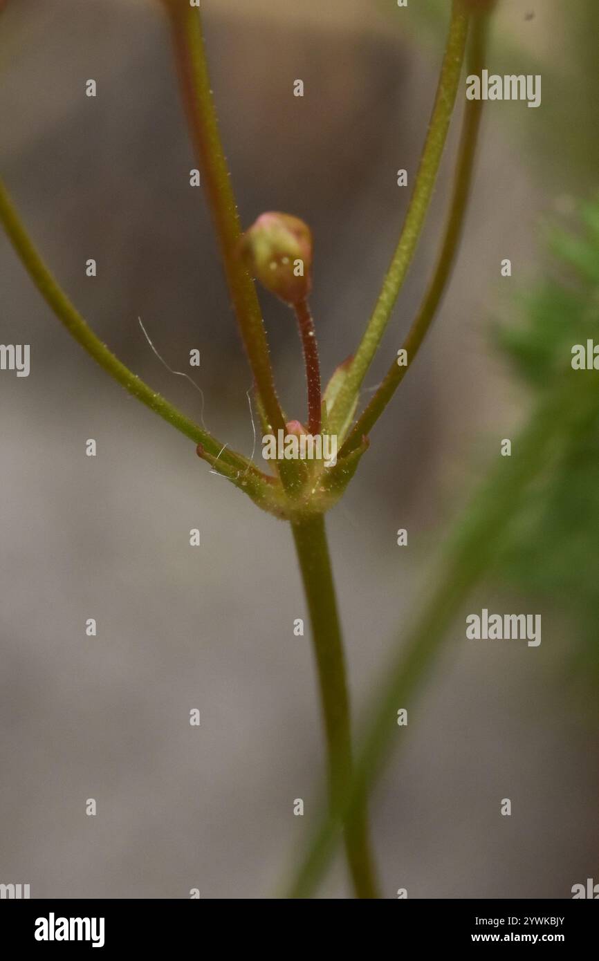 pygmy-flower rock-jasmine (Androsace septentrionalis Stock Photo - Alamy
