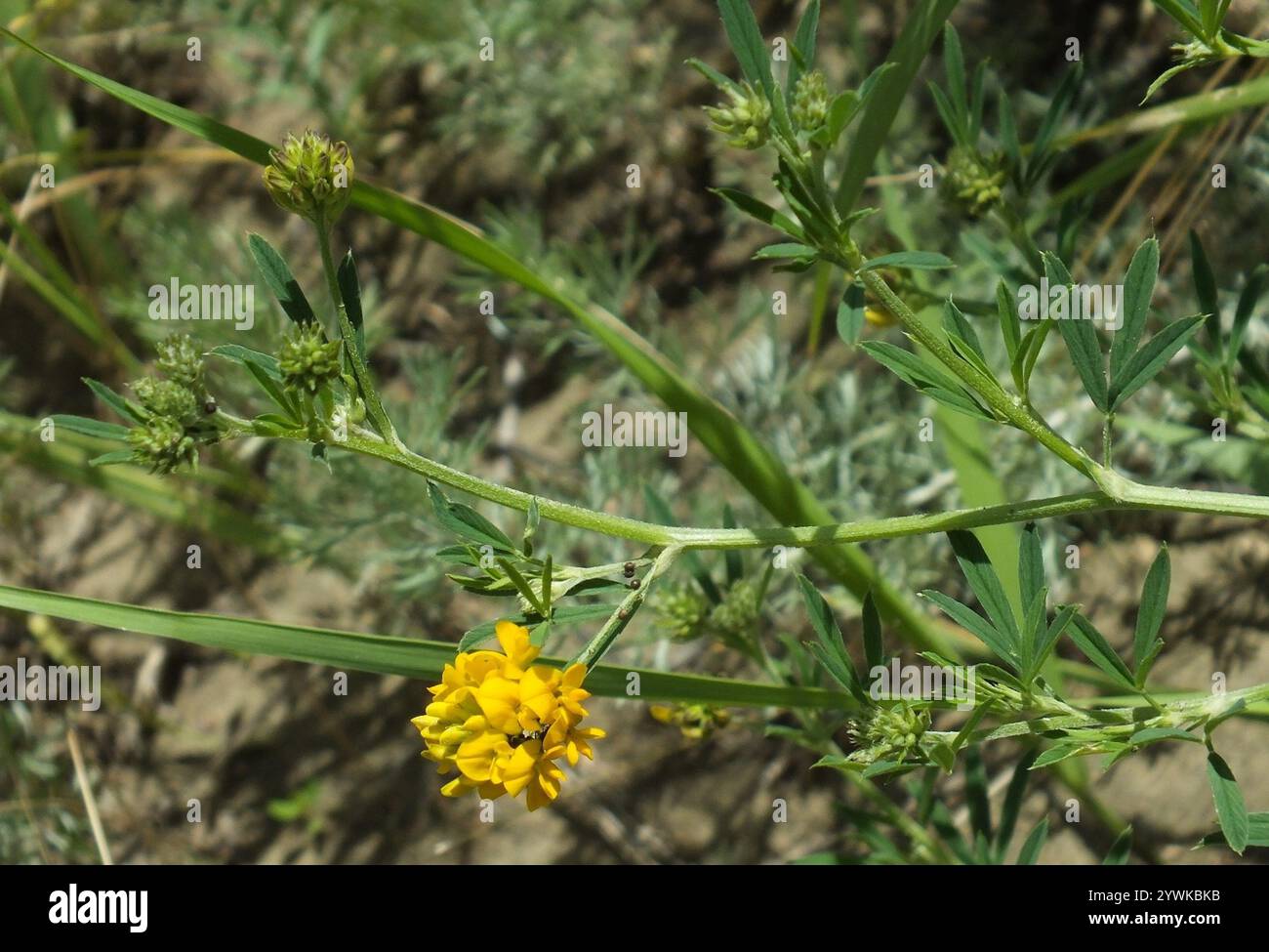 sickle alfalfa (Medicago falcata Stock Photo - Alamy