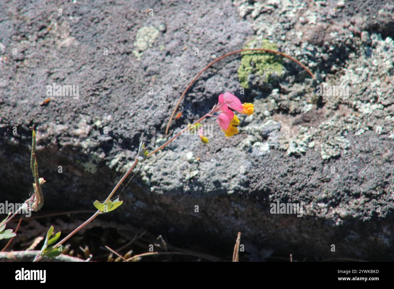 Capnoides sempervirens hi-res stock photography and images - Alamy