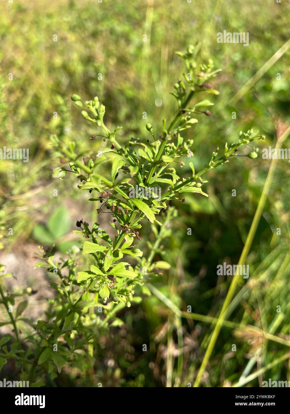 licorice weed (Scoparia dulcis Stock Photo - Alamy