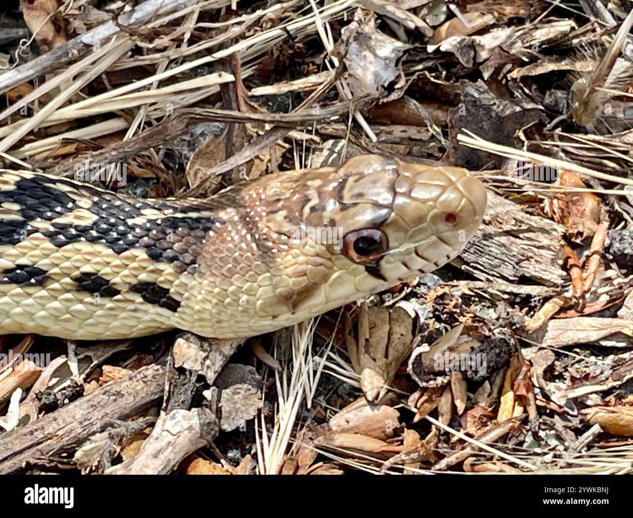 Pacific Gopher Snake (Pituophis catenifer catenifer Stock Photo - Alamy