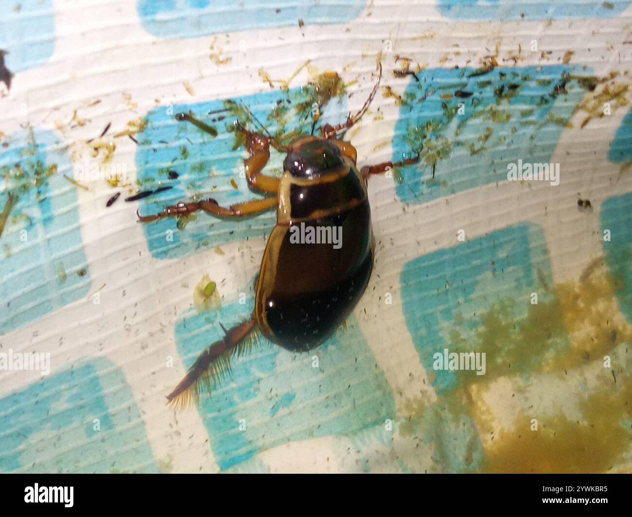 Great Diving Beetle (Dytiscus marginalis Stock Photo - Alamy