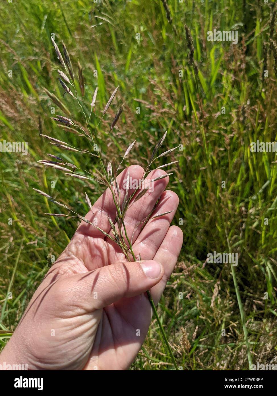 Smooth Brome (Bromus inermis Stock Photo - Alamy
