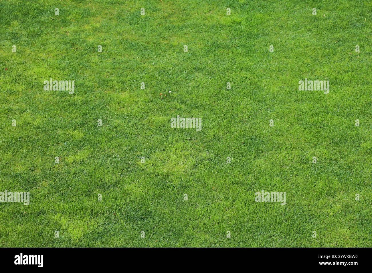 Green grass background texture hi-res stock photography and images - Alamy
