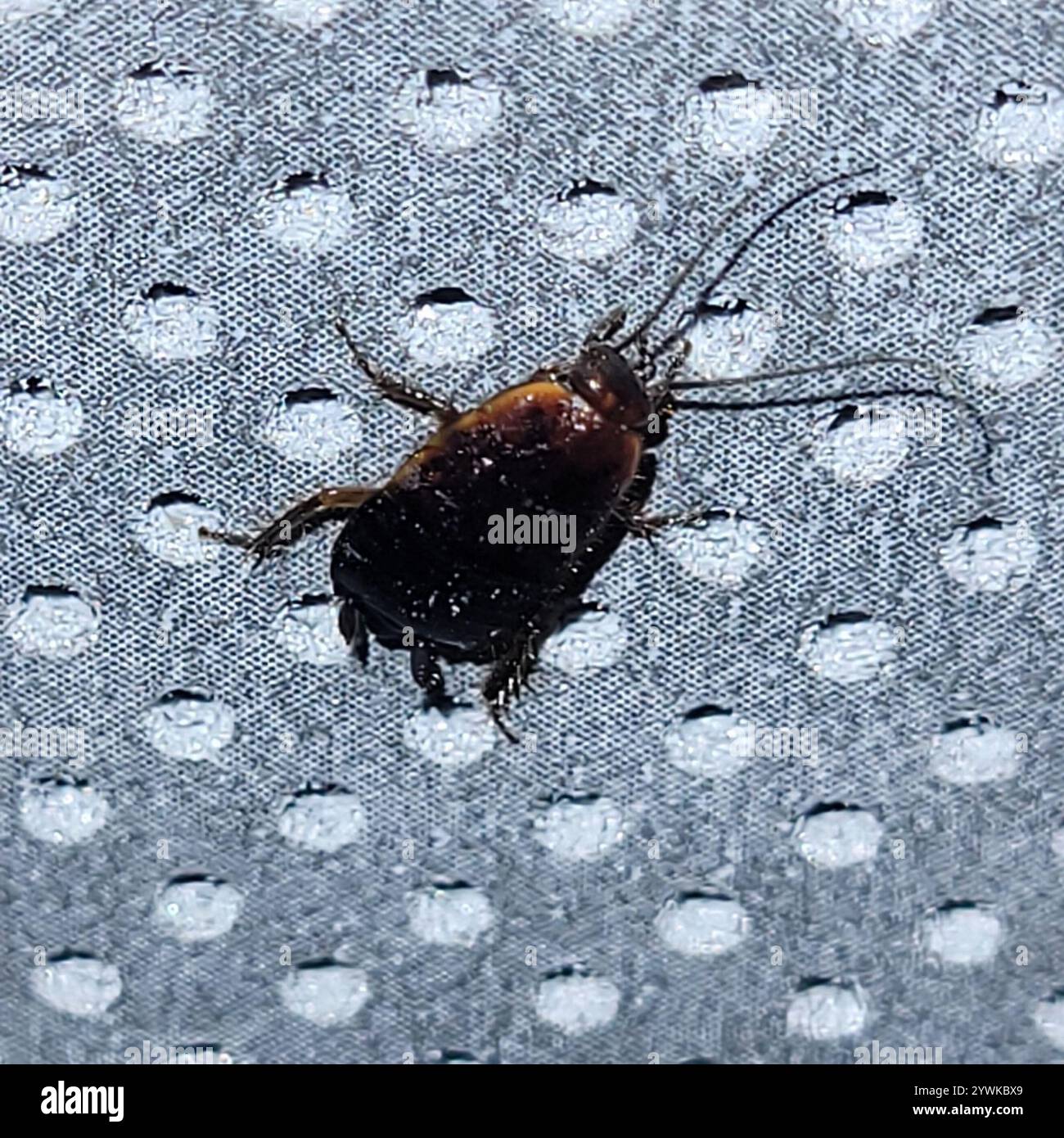 Old World Lobe-winged Cockroaches (Loboptera Stock Photo - Alamy