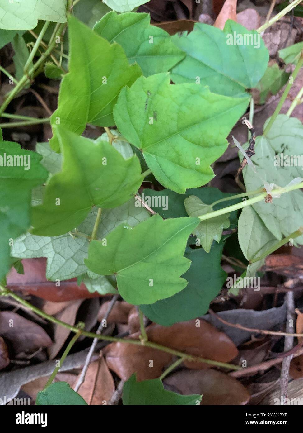 grape family (Vitaceae Stock Photo - Alamy