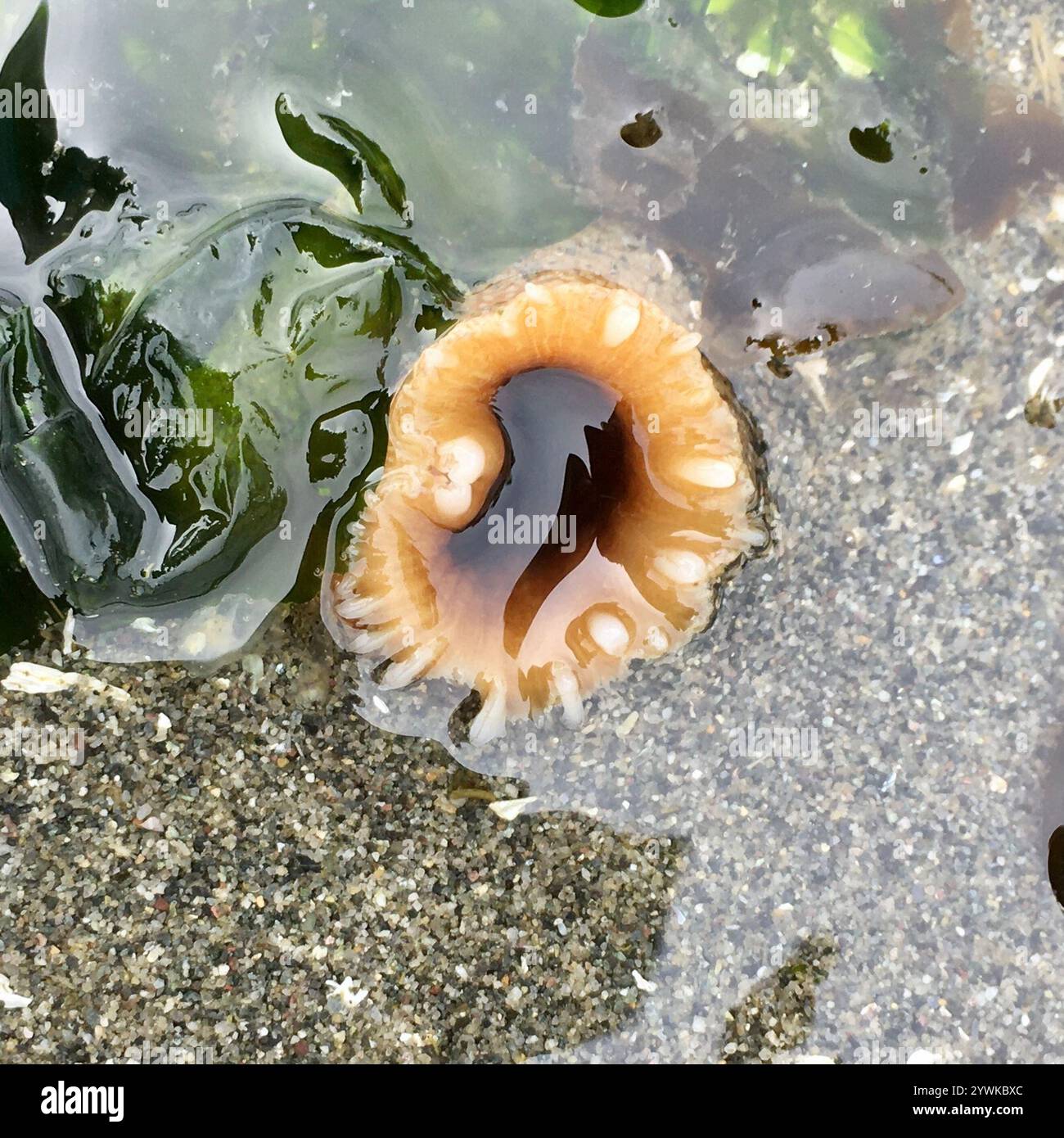 Rough piddock hi-res stock photography and images - Alamy