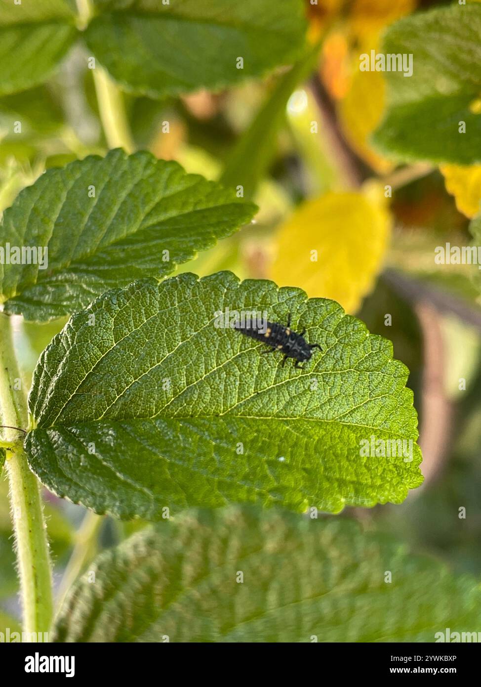 Two-spotted Lady Beetle (Adalia bipunctata Stock Photo - Alamy