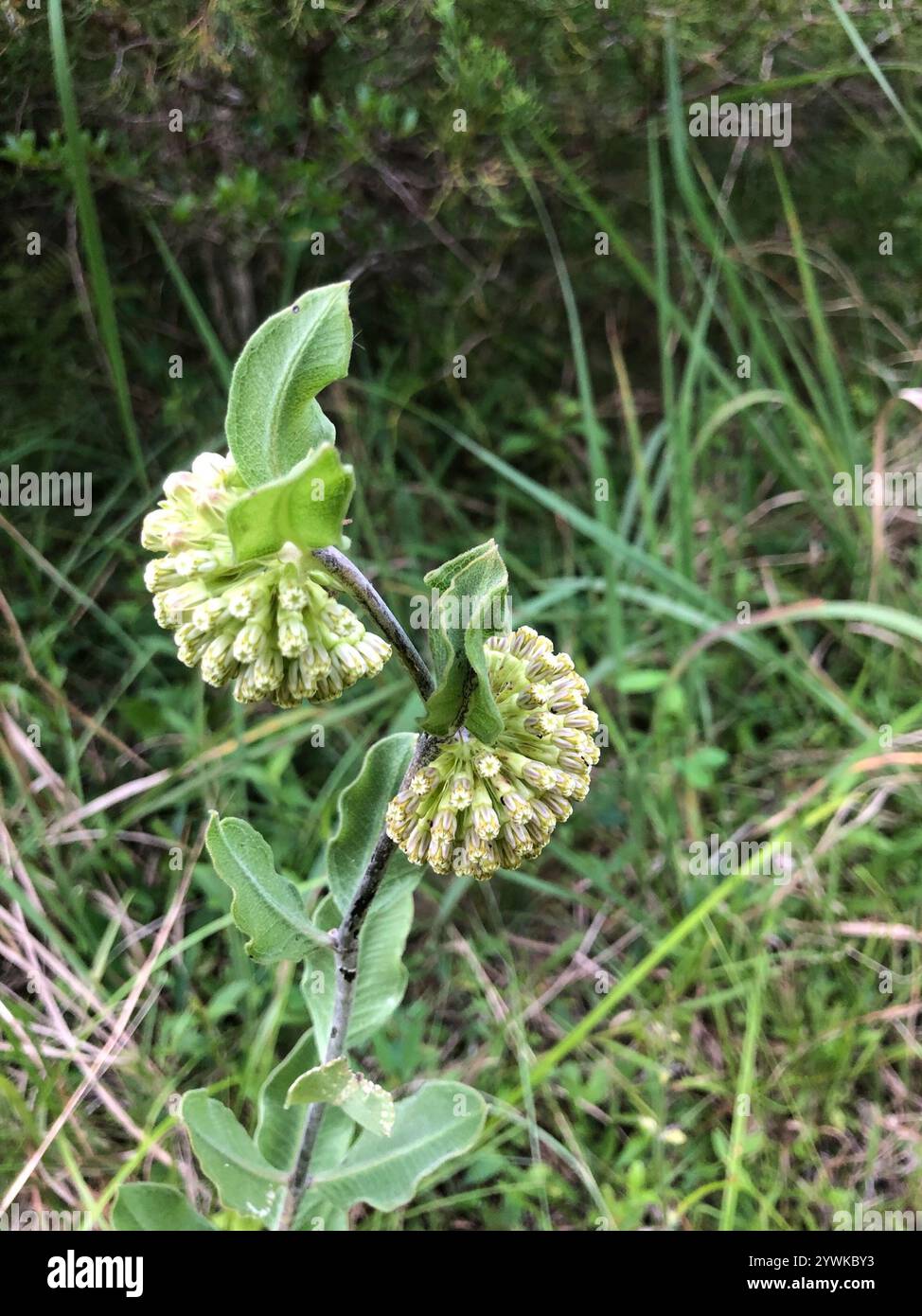 green comet milkweed (Asclepias viridiflora Stock Photo - Alamy