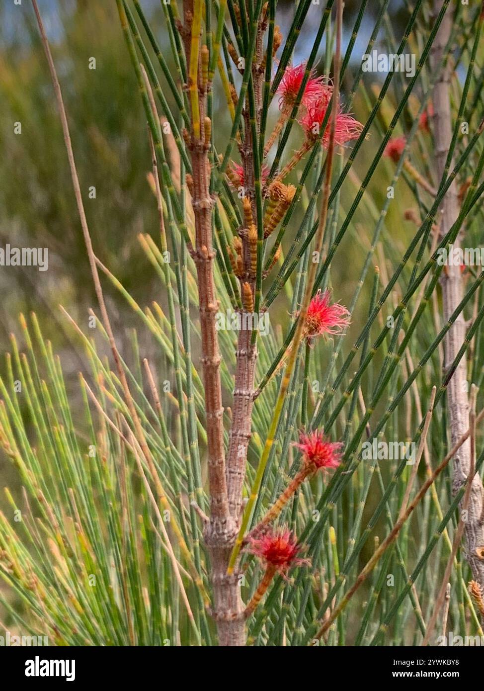 Sheoaks hi-res stock photography and images - Alamy