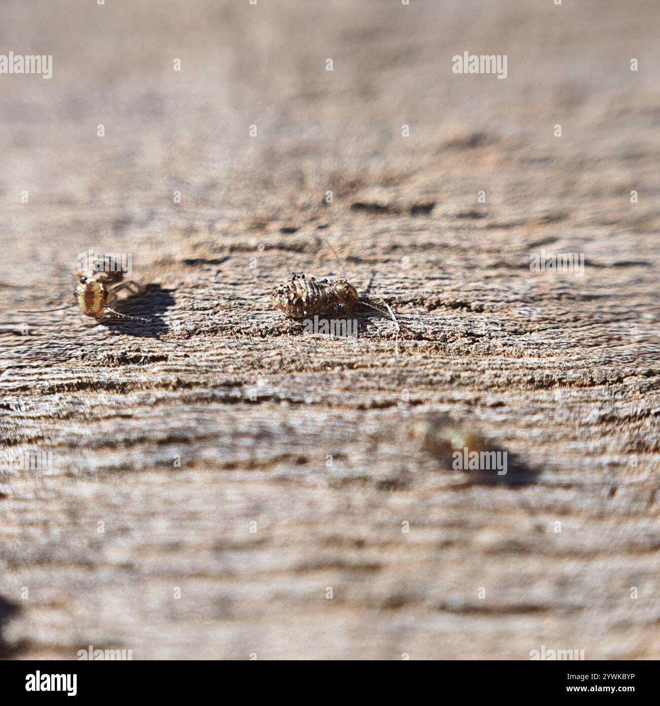 Barklice, Booklice, and Parasitic Lice (Psocodea Stock Photo - Alamy