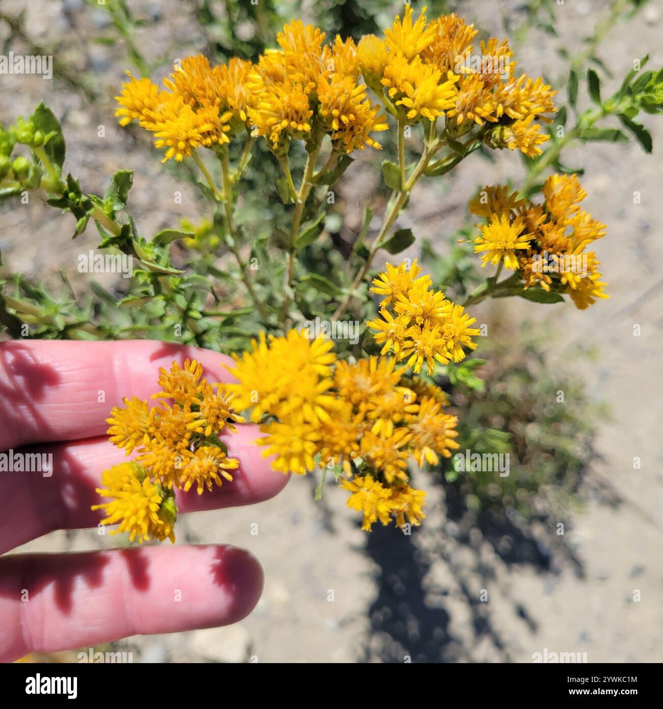 Coastal Goldenbush (Isocoma menziesii Stock Photo - Alamy