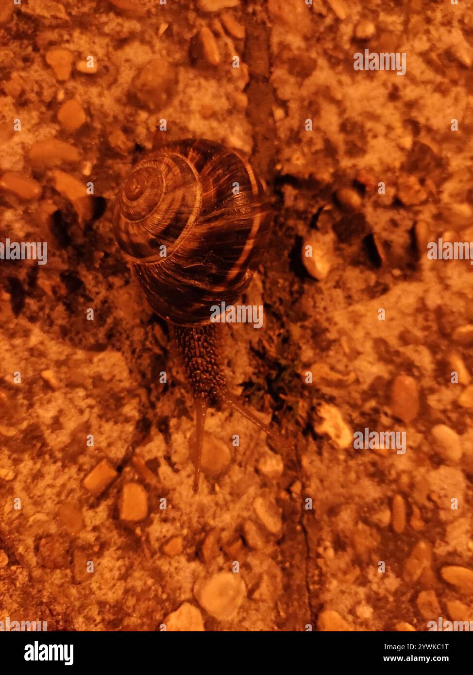 Turkish snail hi-res stock photography and images - Alamy