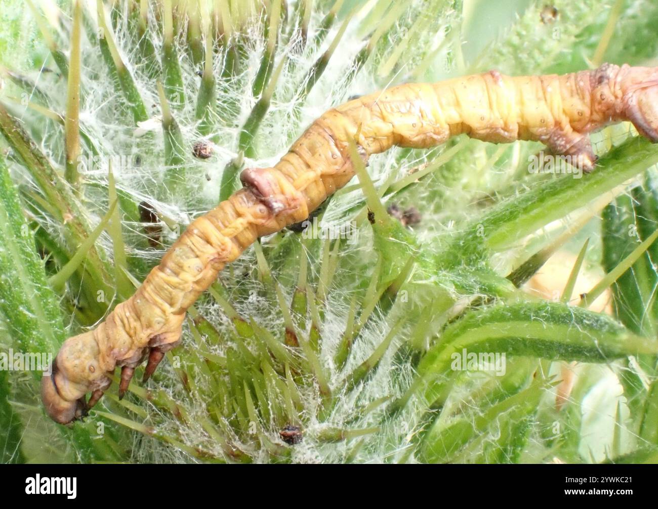 Geometer Moths (Geometridae Stock Photo - Alamy
