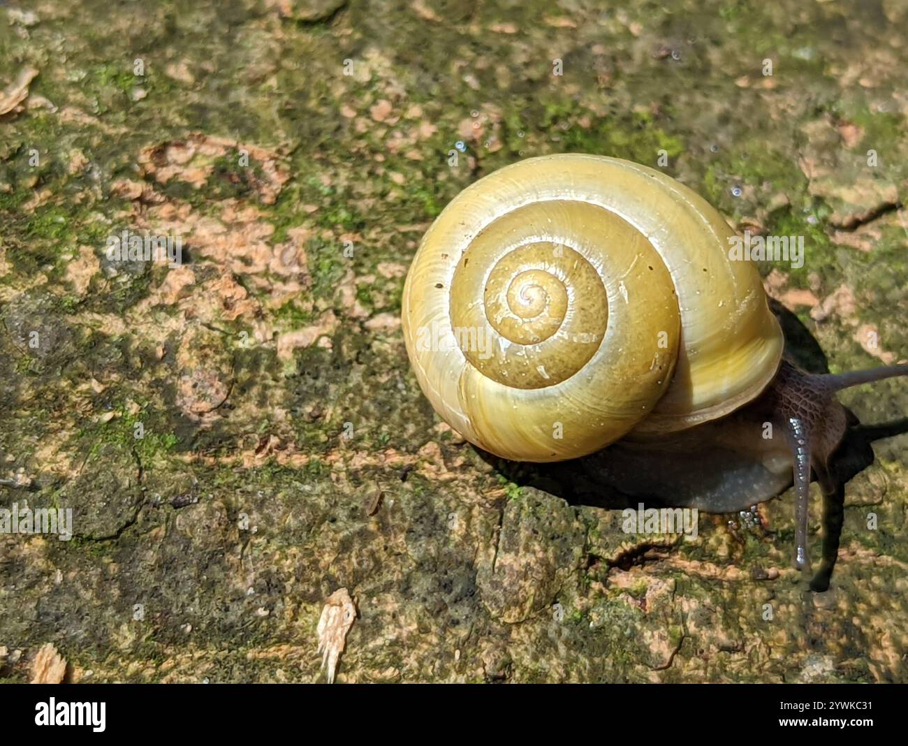 White-lipped Snail (Cepaea hortensis Stock Photo - Alamy