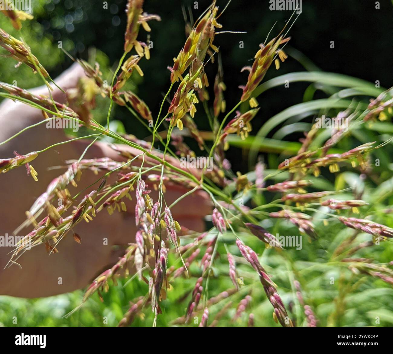 Johnson grass (Sorghum halepense Stock Photo - Alamy