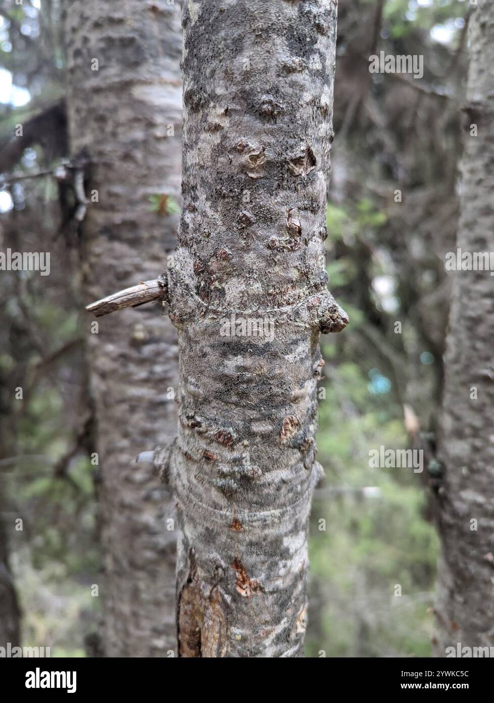 subalpine fir (Abies lasiocarpa Stock Photo - Alamy