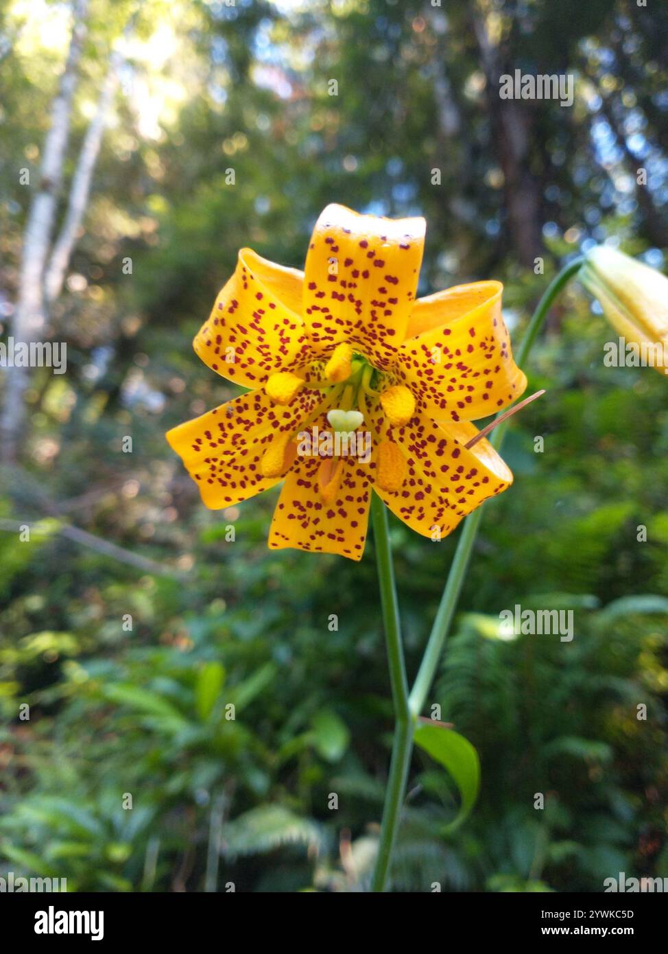 Columbia lily (Lilium columbianum Stock Photo - Alamy