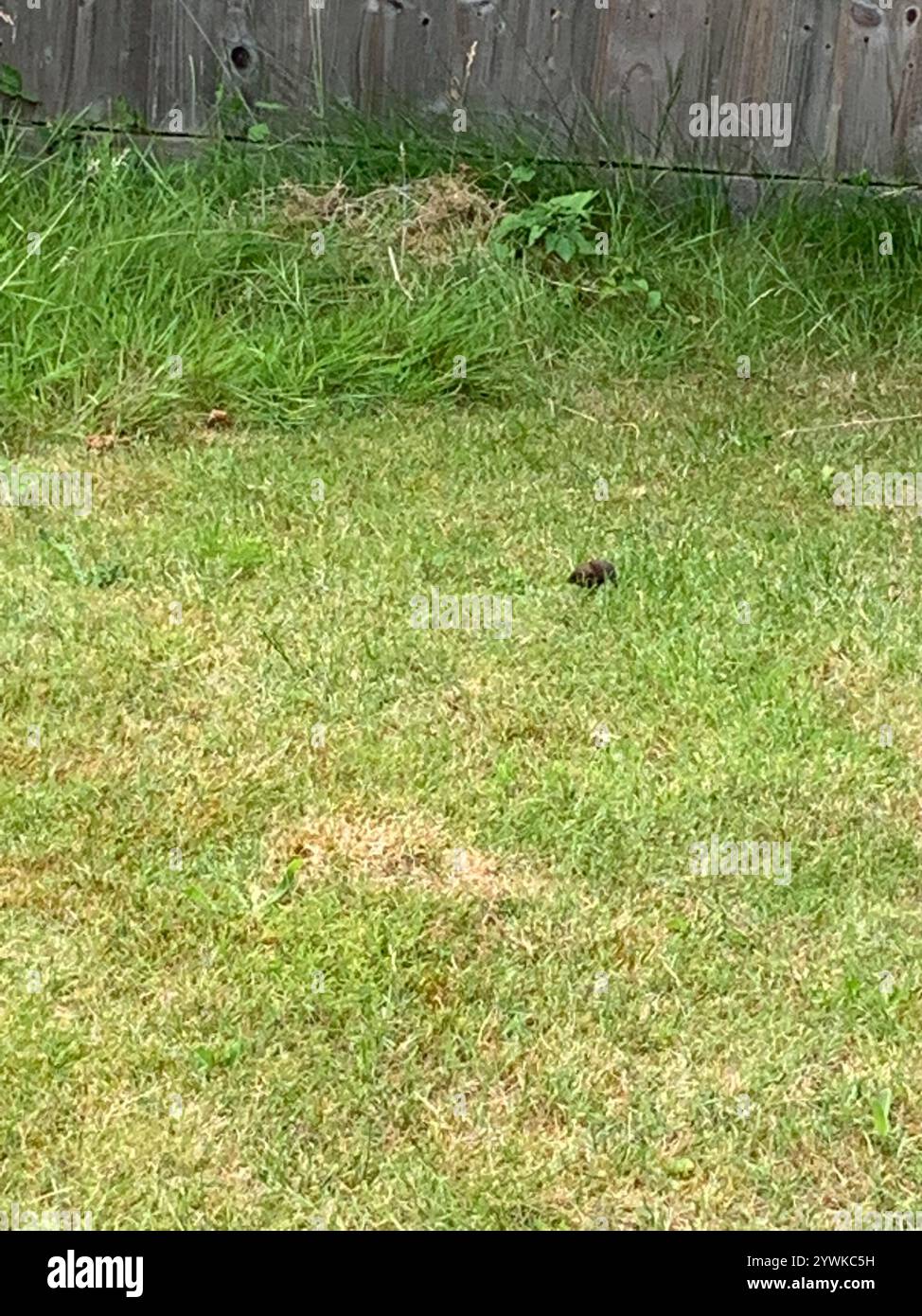 Field Vole (Microtus agrestis Stock Photo - Alamy