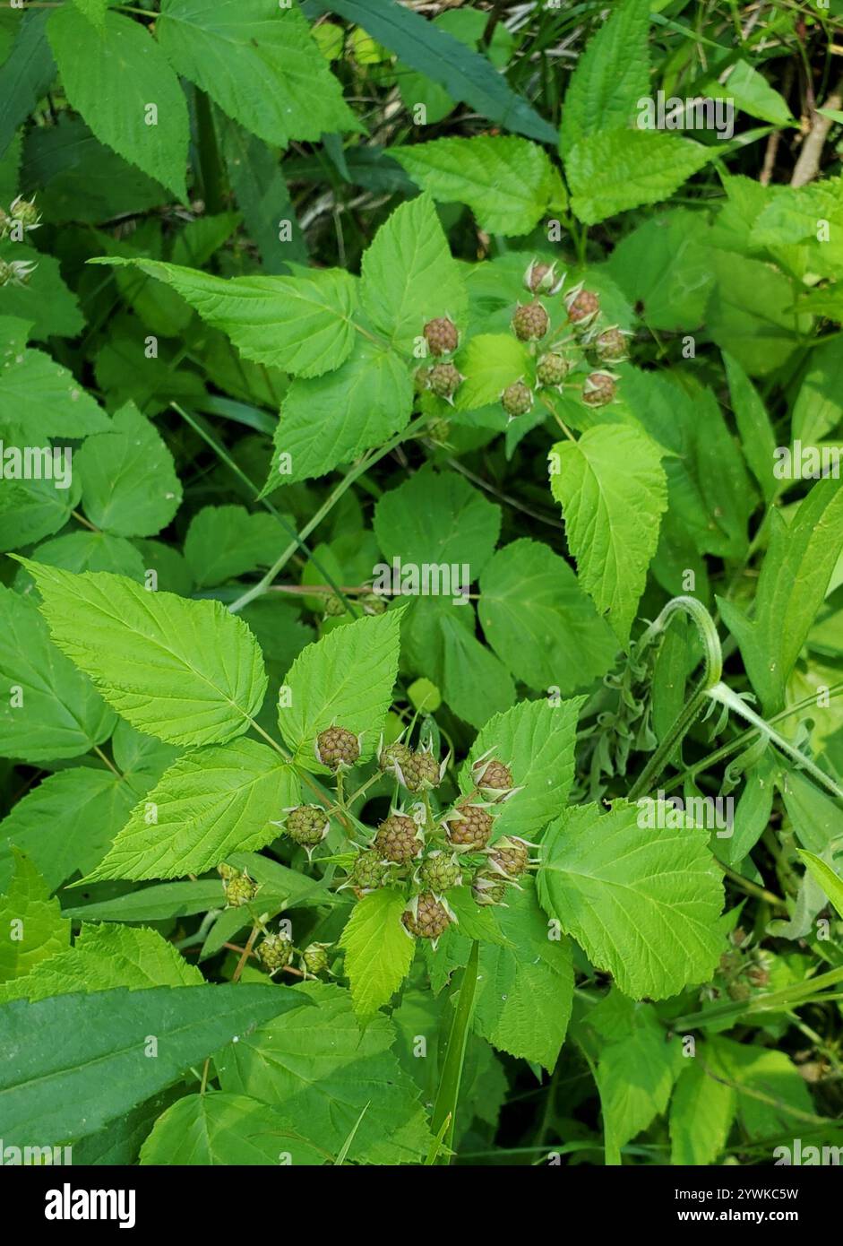 black raspberry (Rubus occidentalis Stock Photo - Alamy