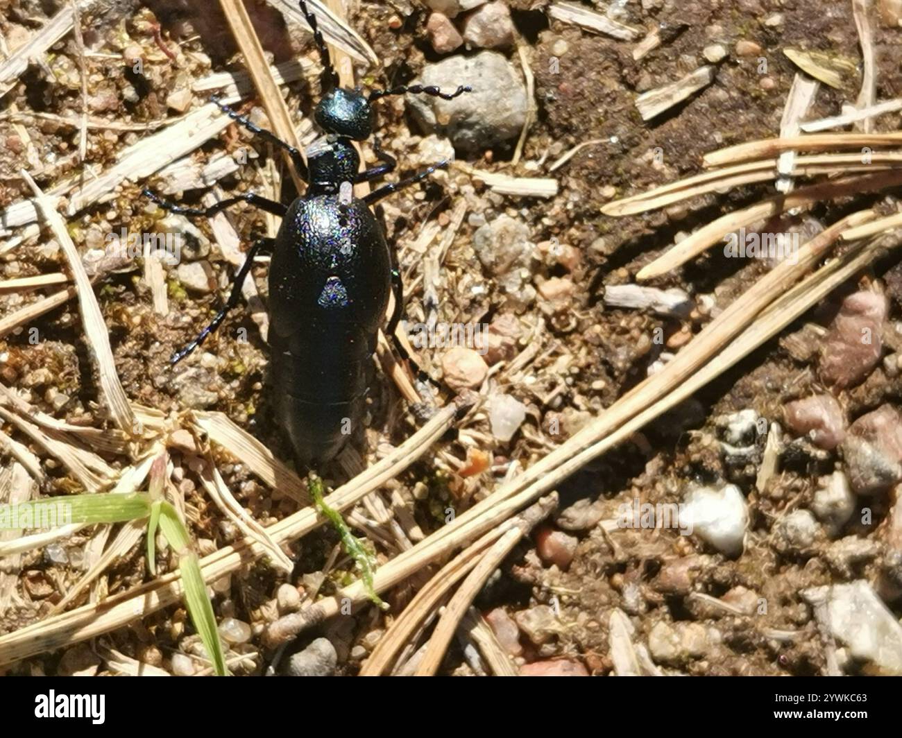 Violet Oil Beetle (Meloe violaceus Stock Photo - Alamy