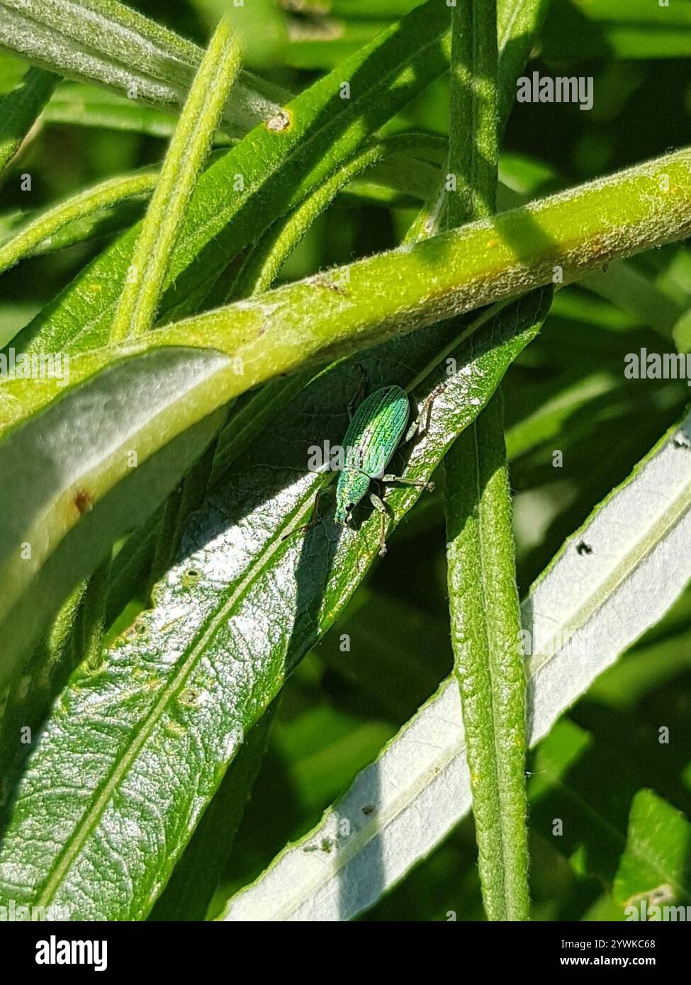 Green Immigrant Leaf Weevil (Polydrusus formosus Stock Photo - Alamy