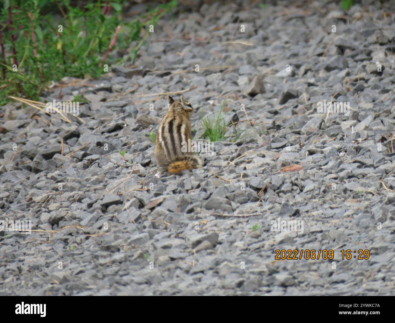 Western Chipmunks (Neotamias Stock Photo - Alamy