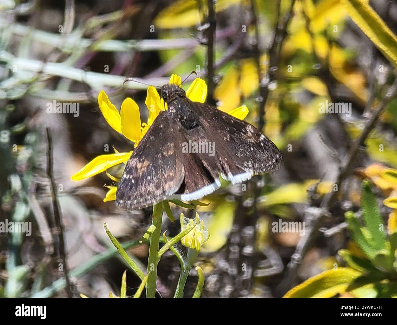 Funereal Duskywing (Erynnis funeralis Stock Photo - Alamy