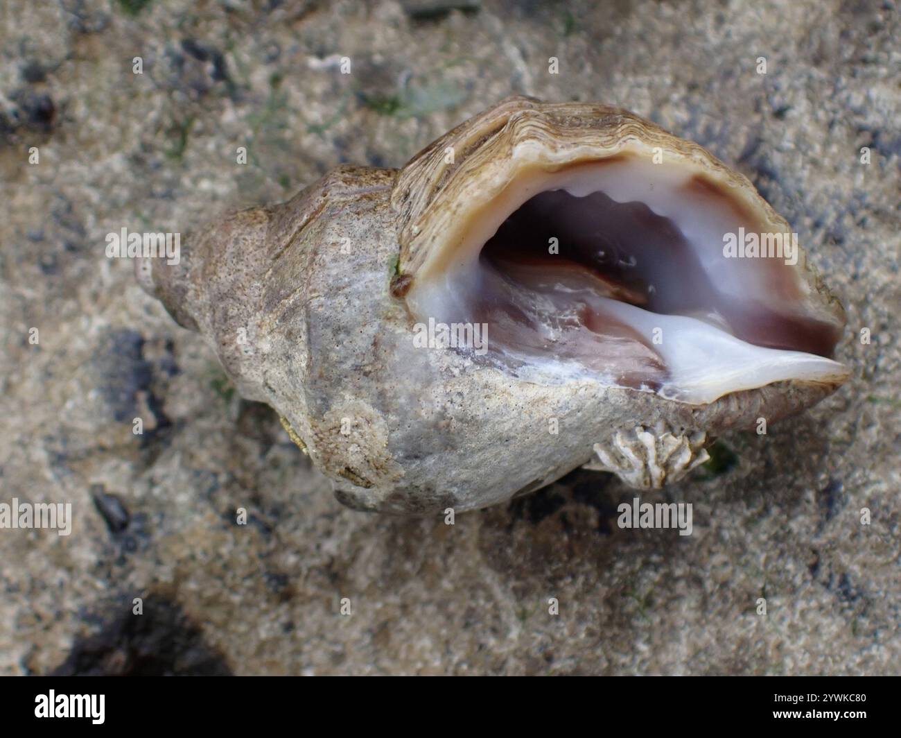 Frilled Dogwinkle (Nucella lamellosa Stock Photo - Alamy