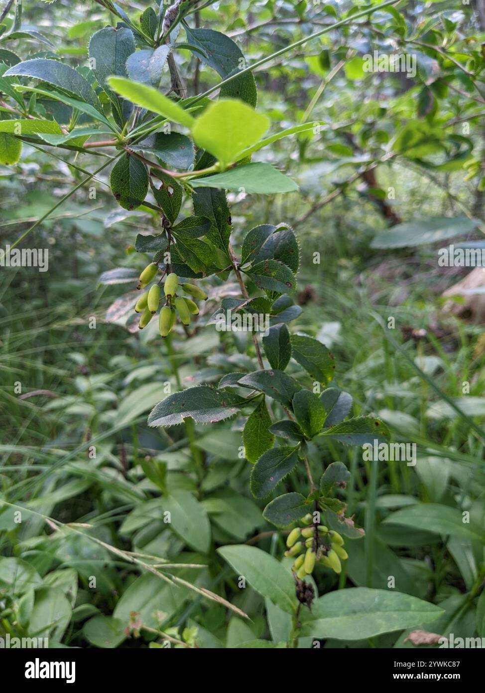 European barberry (Berberis vulgaris Stock Photo - Alamy