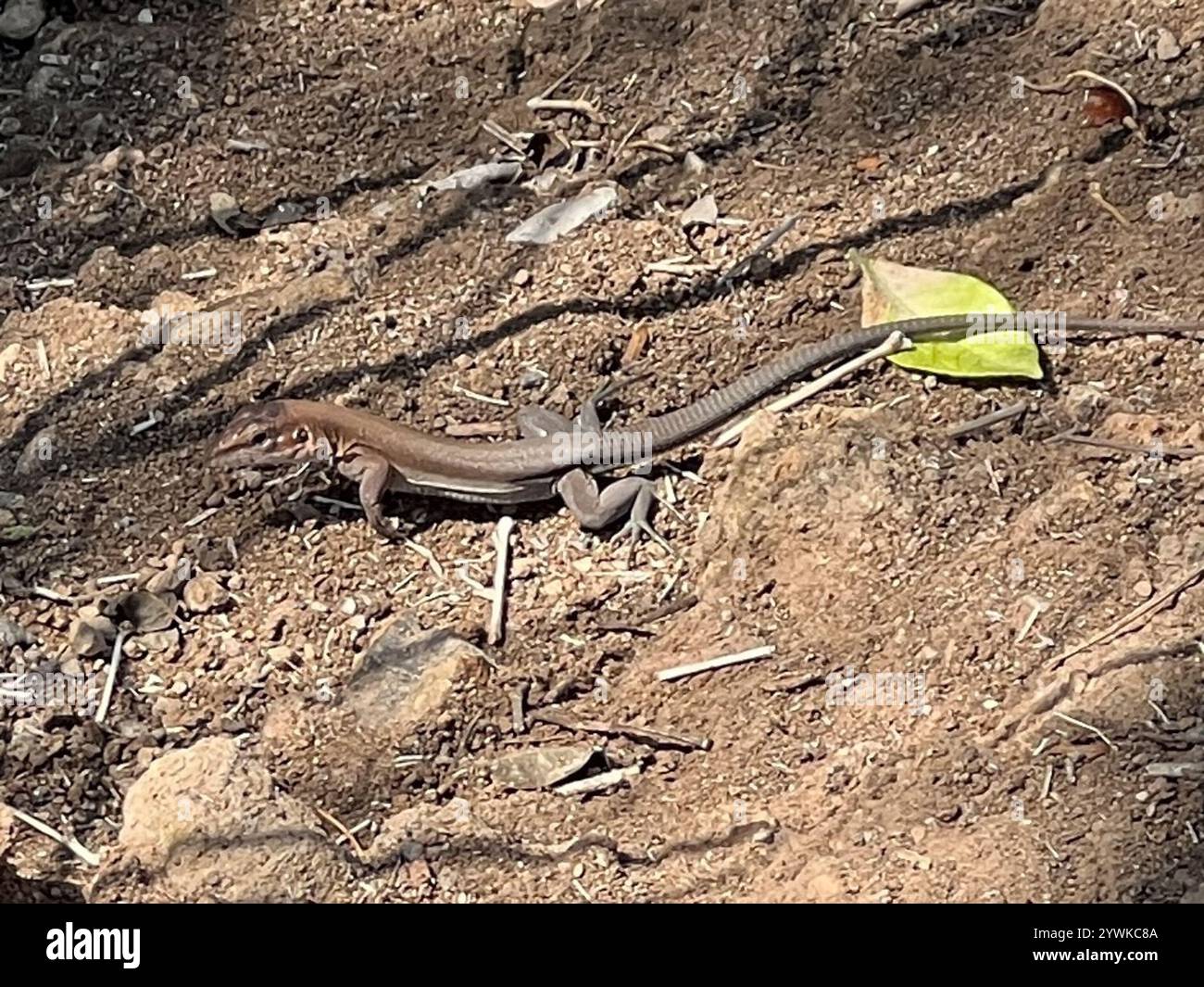 Mexican Racerunner (Aspidoscelis guttatus Stock Photo - Alamy