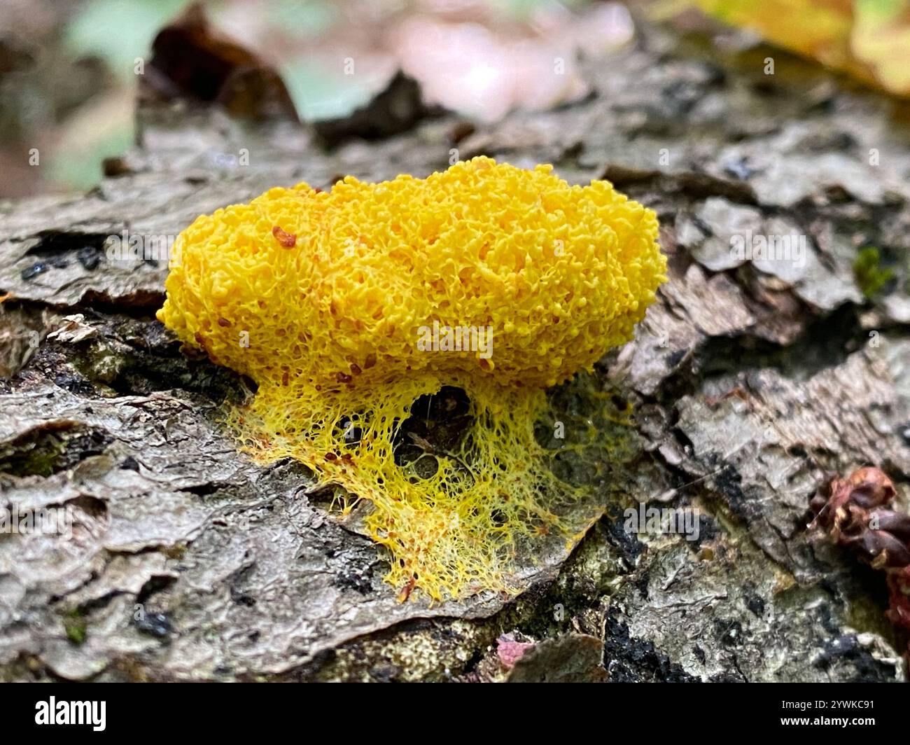 Dog Vomit Slime Mold (Fuligo septica Stock Photo - Alamy