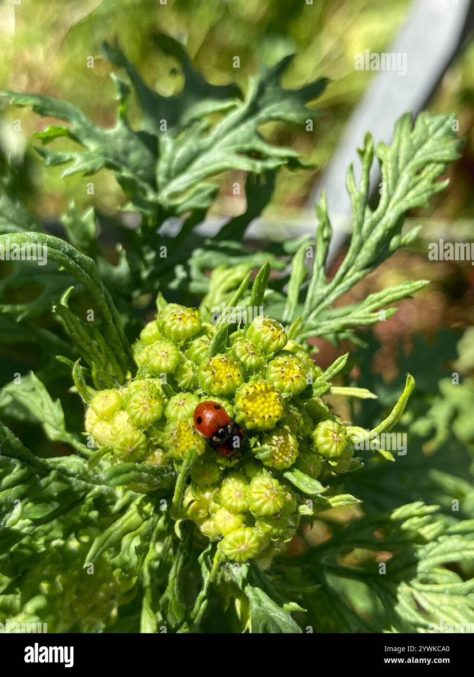 Two-spotted Lady Beetle (Adalia bipunctata Stock Photo - Alamy