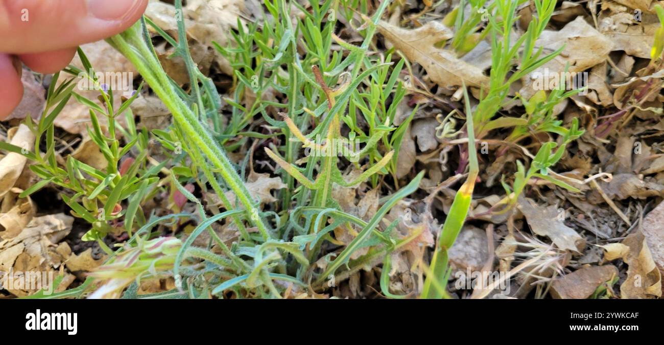 spearleaf agoseris (Agoseris retrorsa Stock Photo - Alamy