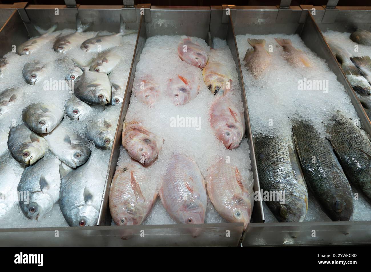 KUALA LUMPUR, MALAYSIA - DECEMBER 01, 2023: chilled fish on display ...