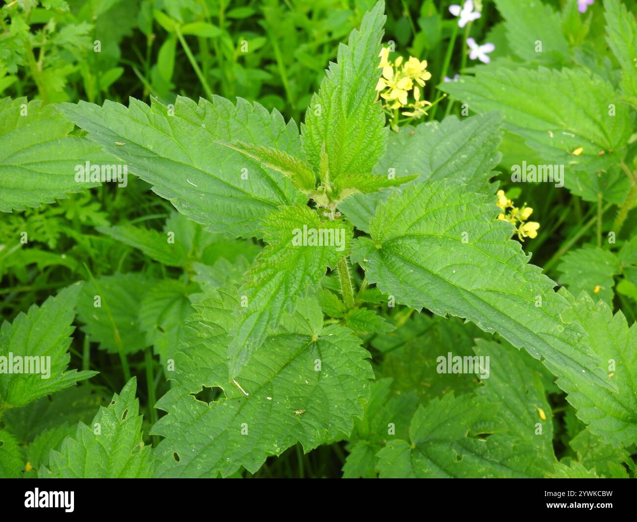 great stinging nettle (Urtica dioica Stock Photo - Alamy