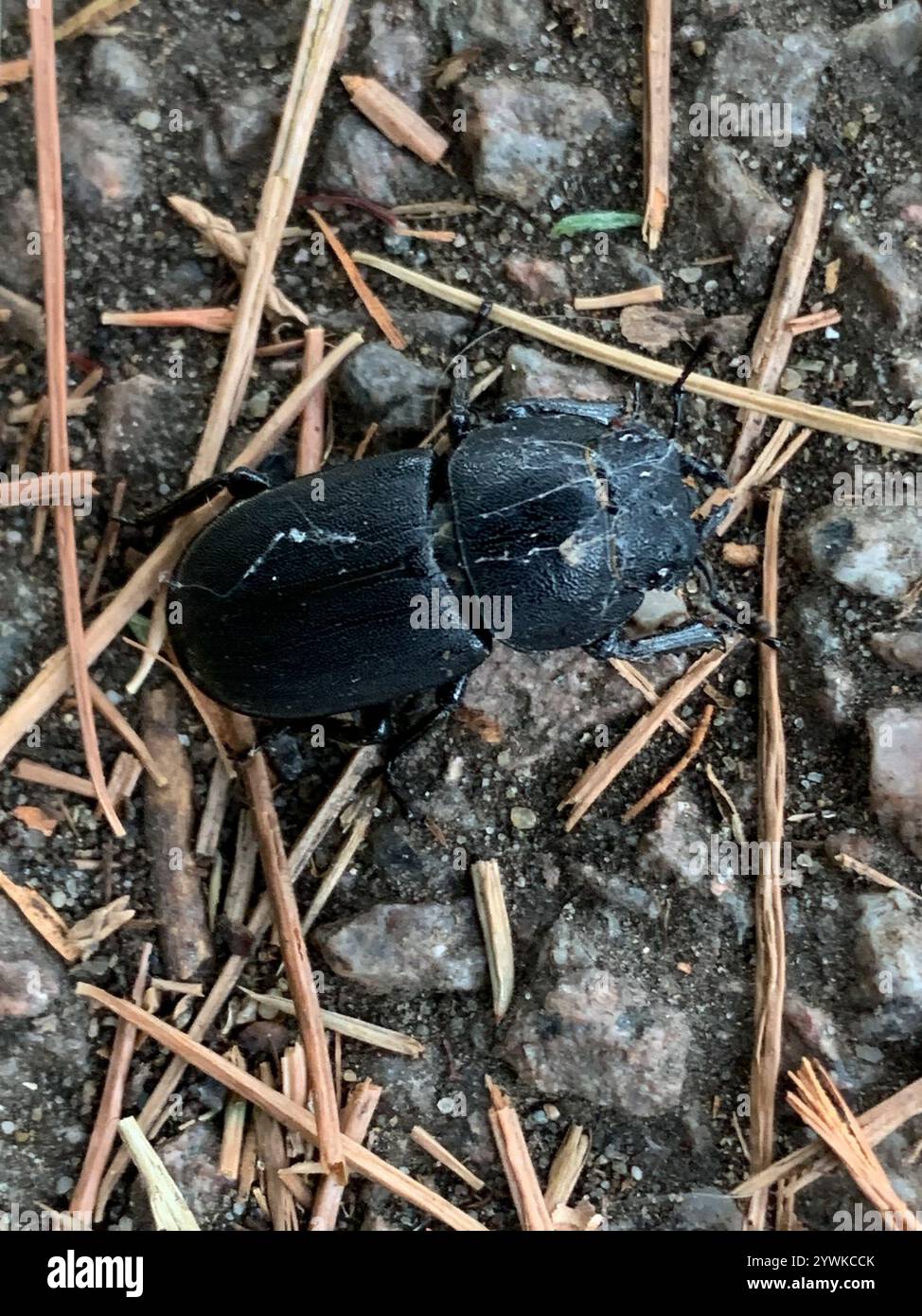 Lesser Stag Beetle (Dorcus parallelipipedus Stock Photo - Alamy