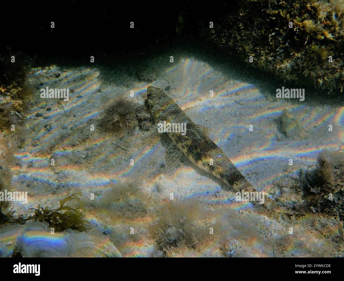 Clouded lizardfish hi-res stock photography and images - Alamy