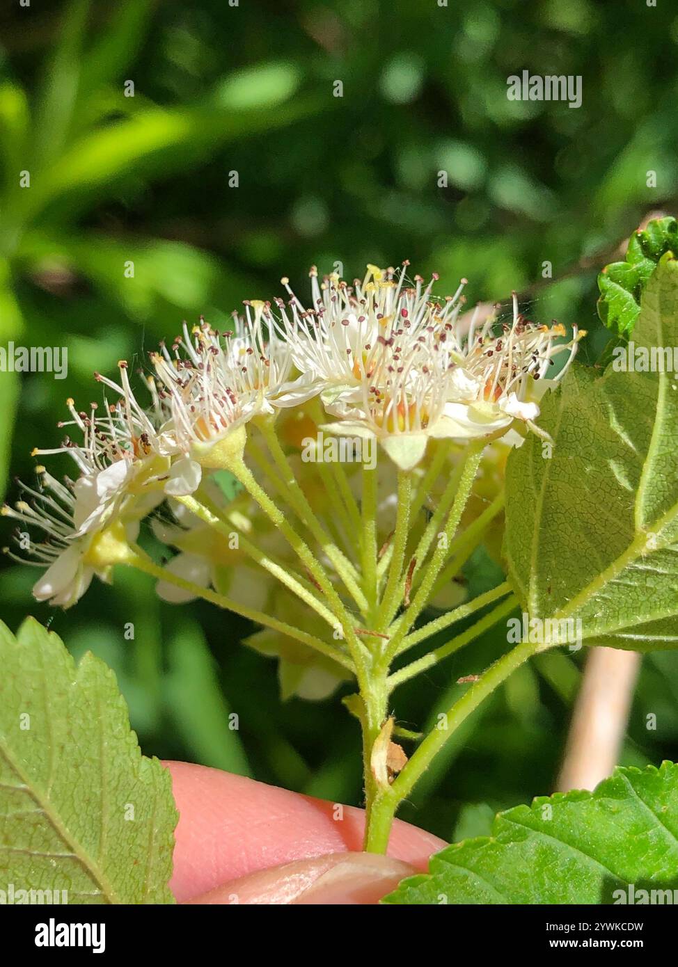 common ninebark (Physocarpus opulifolius Stock Photo - Alamy