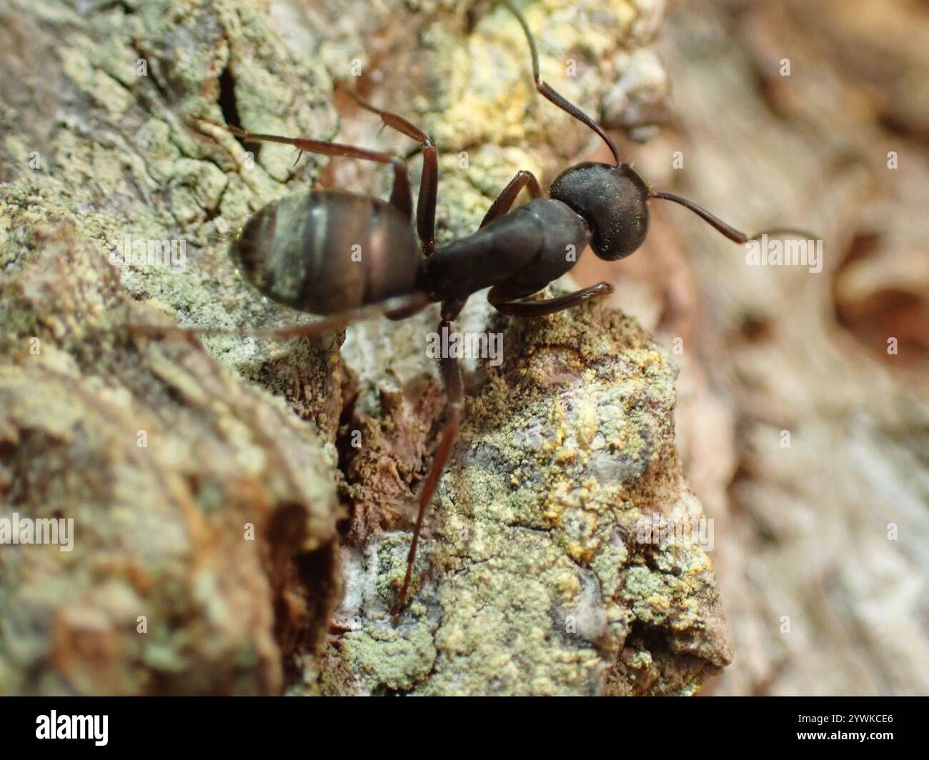 Western Black Carpenter Ant (Camponotus modoc Stock Photo - Alamy
