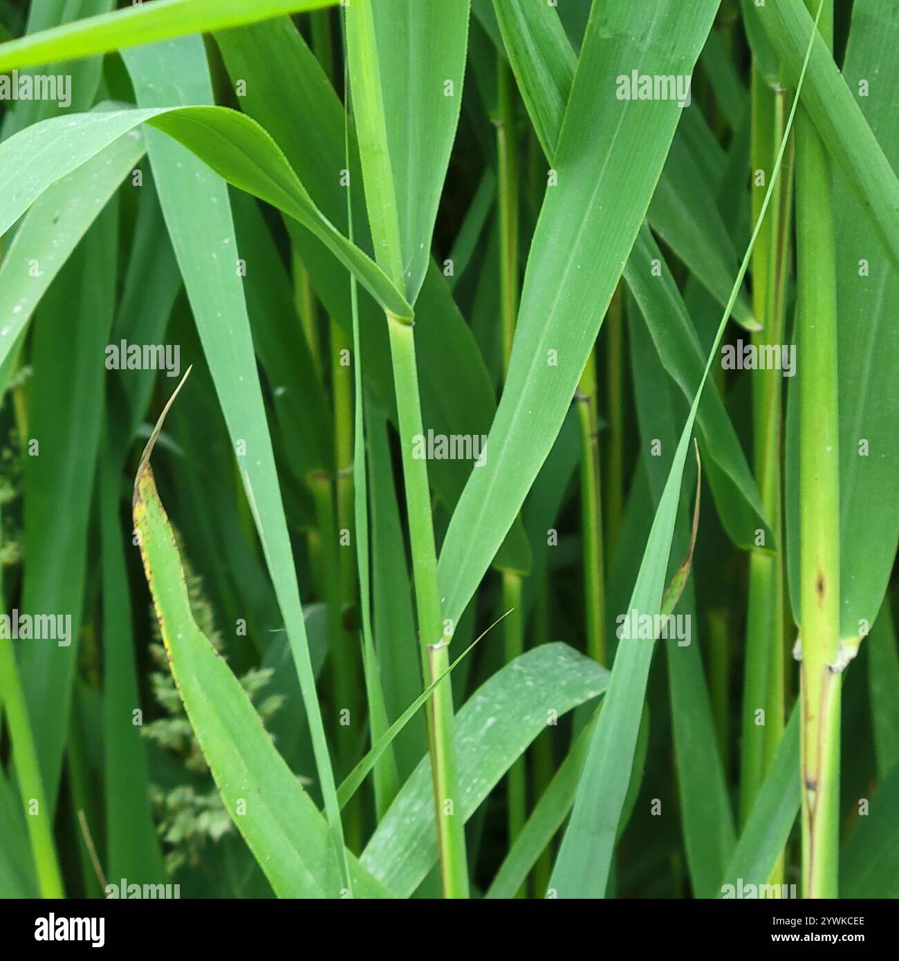 rice cutgrass (Leersia oryzoides Stock Photo - Alamy