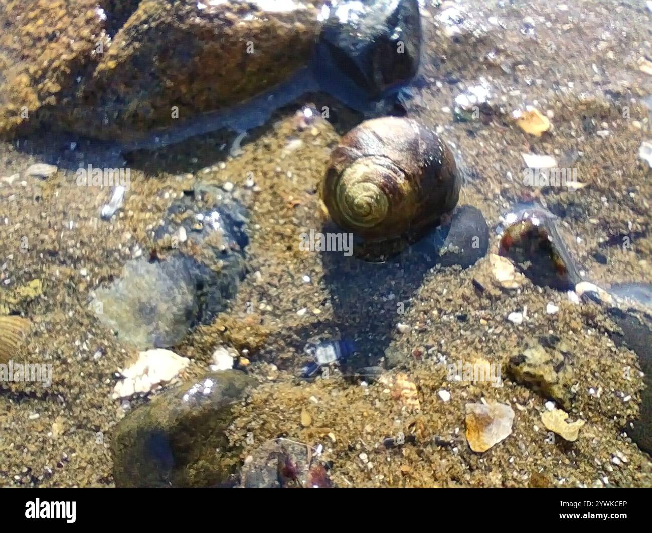 Common Periwinkle (Littorina littorea Stock Photo - Alamy