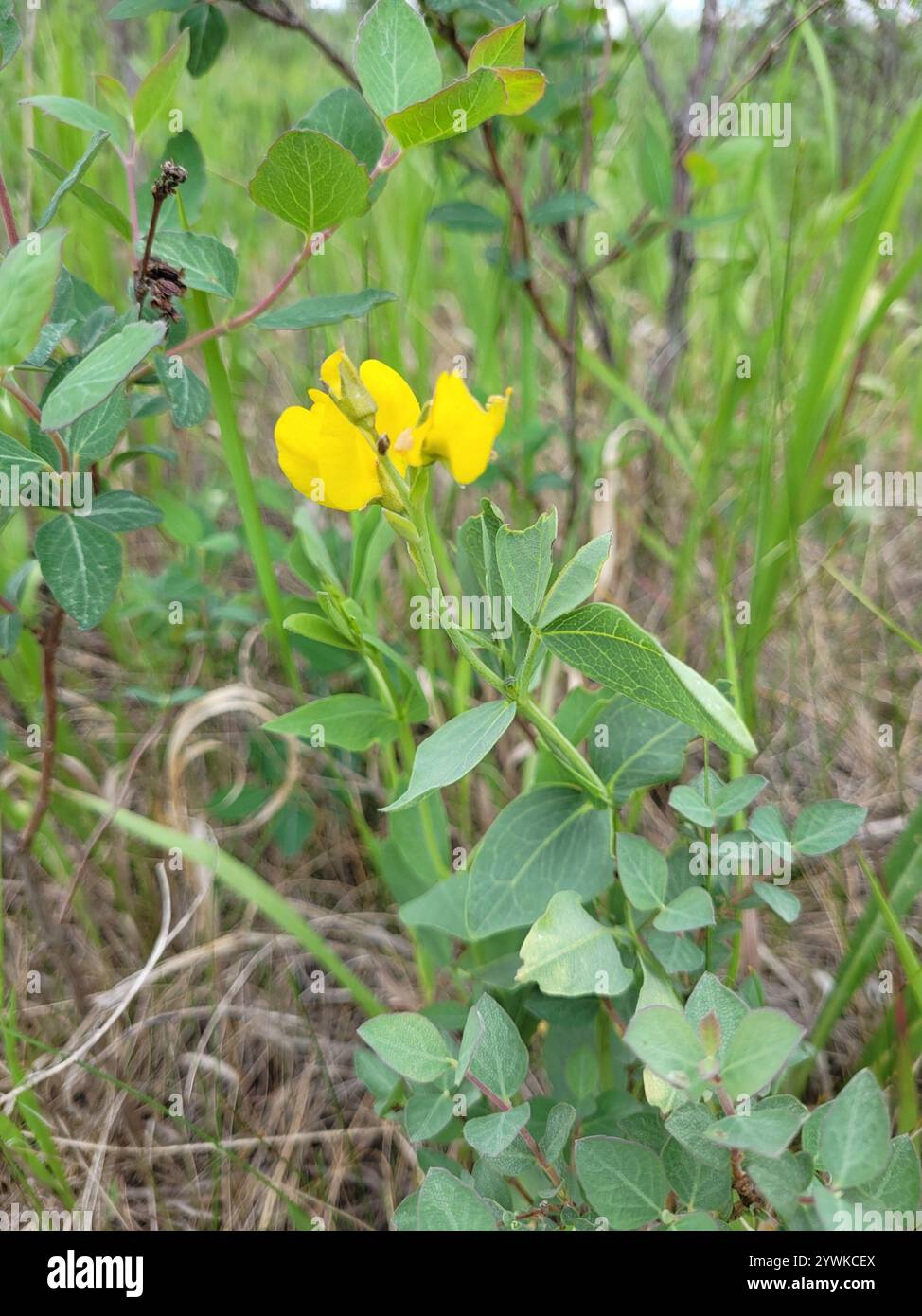 Golden bean (Thermopsis rhombifolia Stock Photo - Alamy