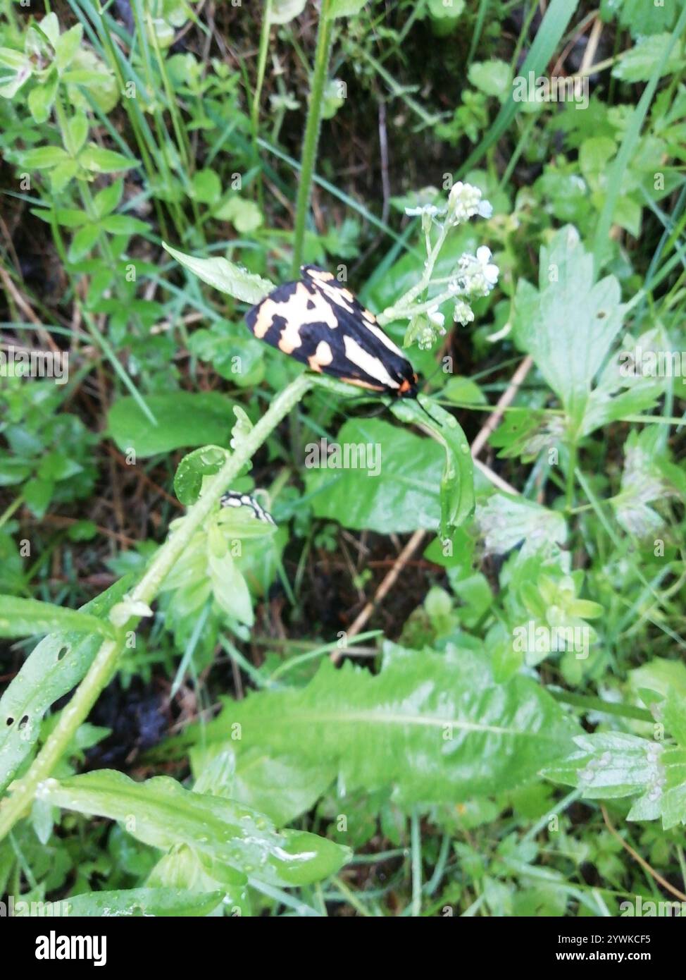 Wood Tiger (Arctia plantaginis Stock Photo - Alamy