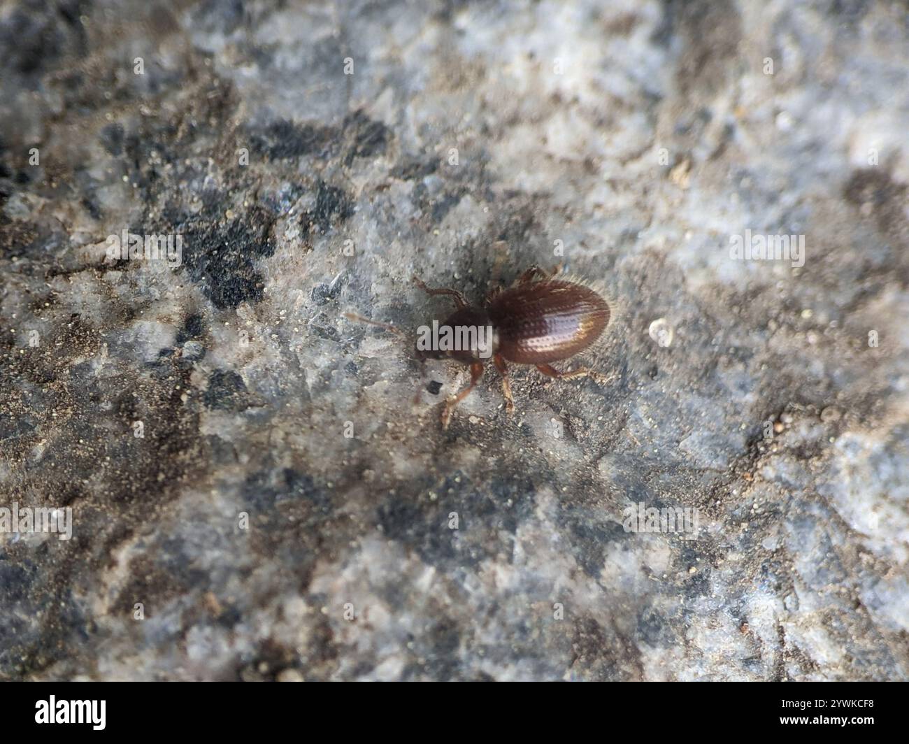 Hairy Spider Weevil (Barypeithes pellucidus Stock Photo - Alamy