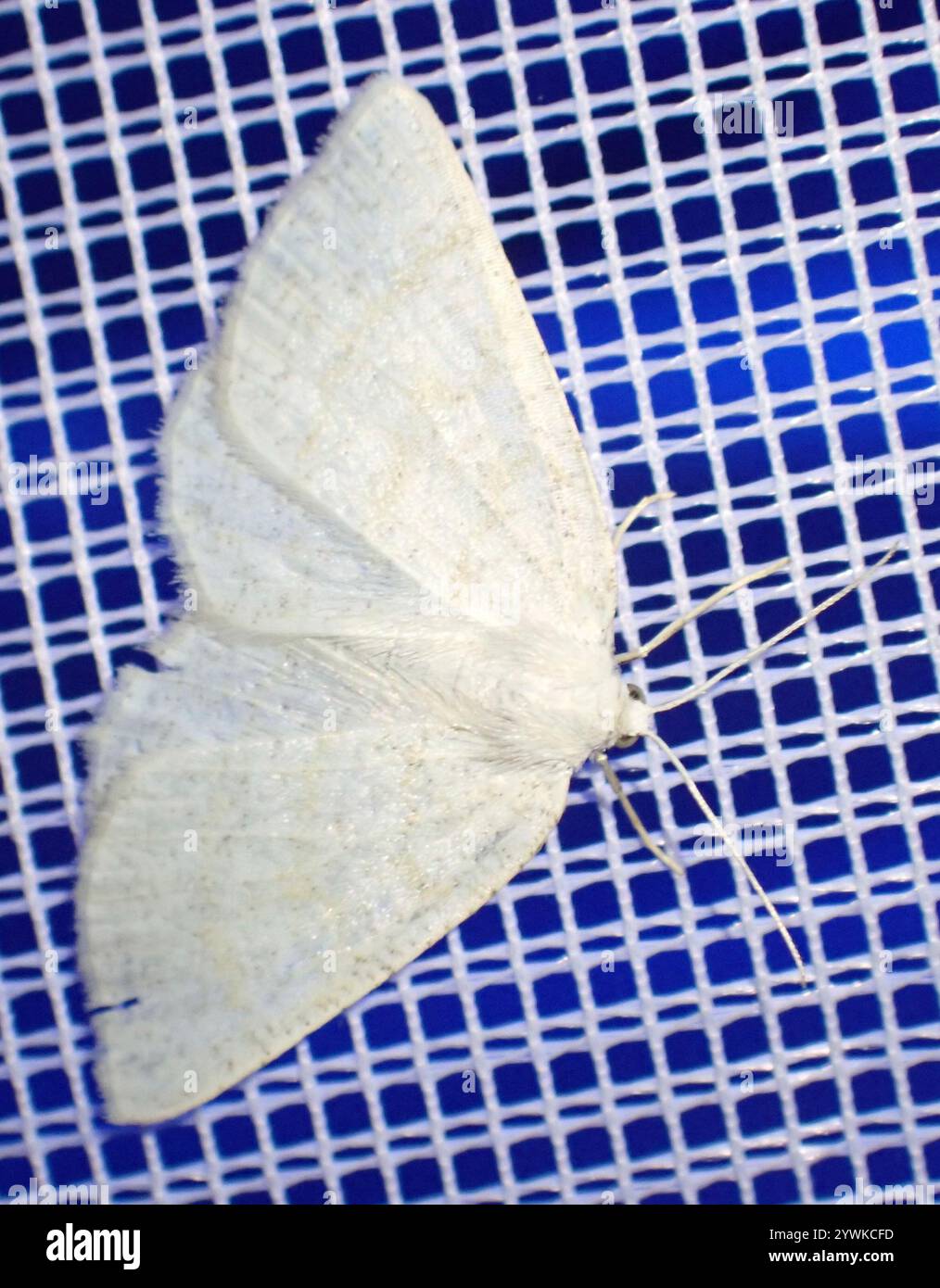 Northern Wave Moth (Cabera exanthemata Stock Photo - Alamy