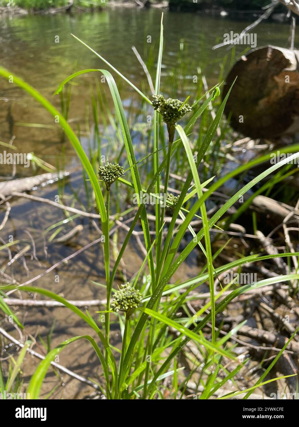 Panicled Bulrush (Scirpus microcarpus Stock Photo - Alamy