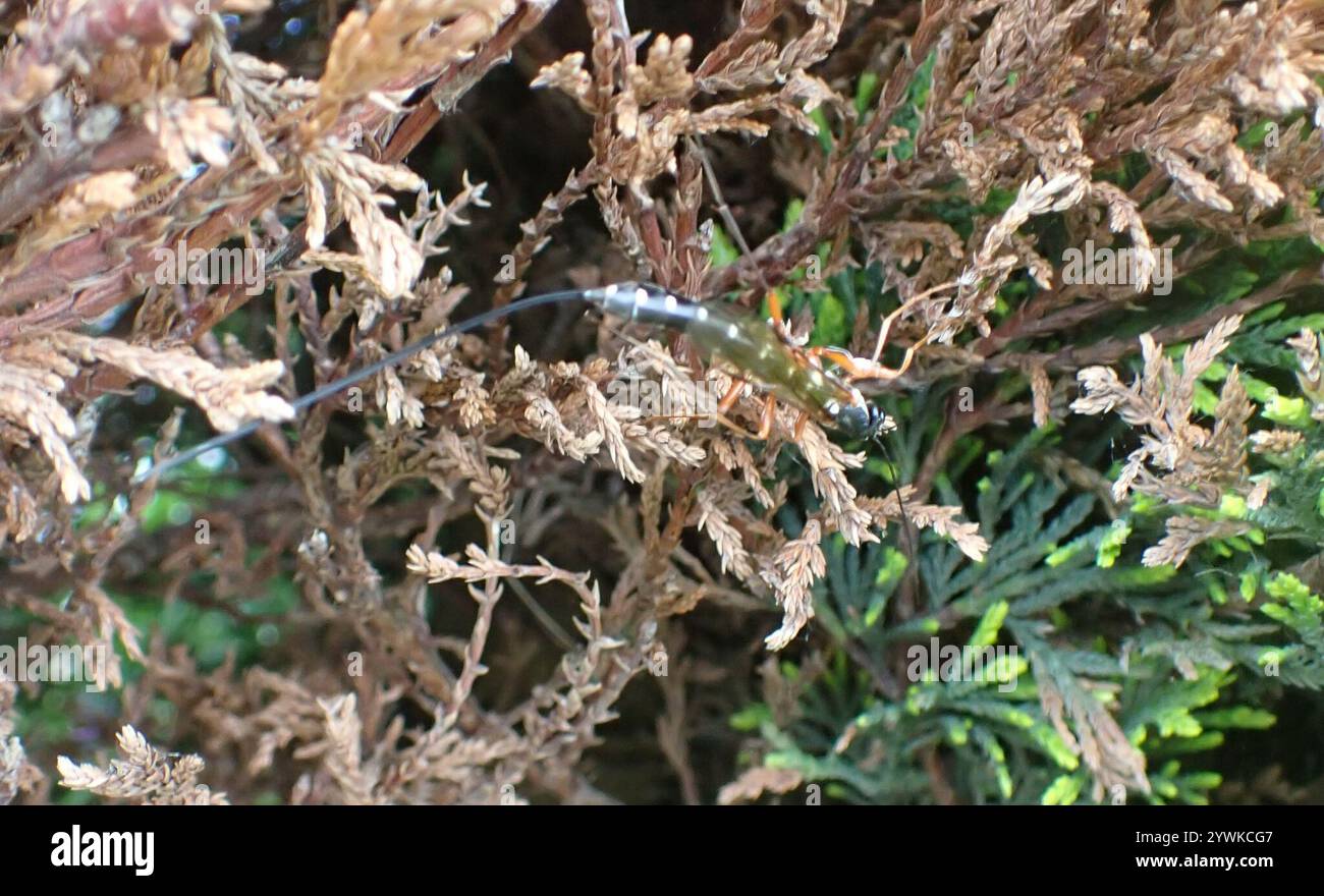 Sabre wasp rhyssa persuasoria hi-res stock photography and images - Alamy