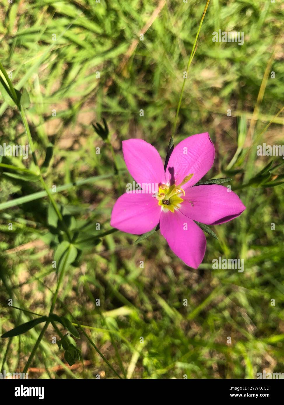 Meadow Pink (Sabatia campestris Stock Photo - Alamy