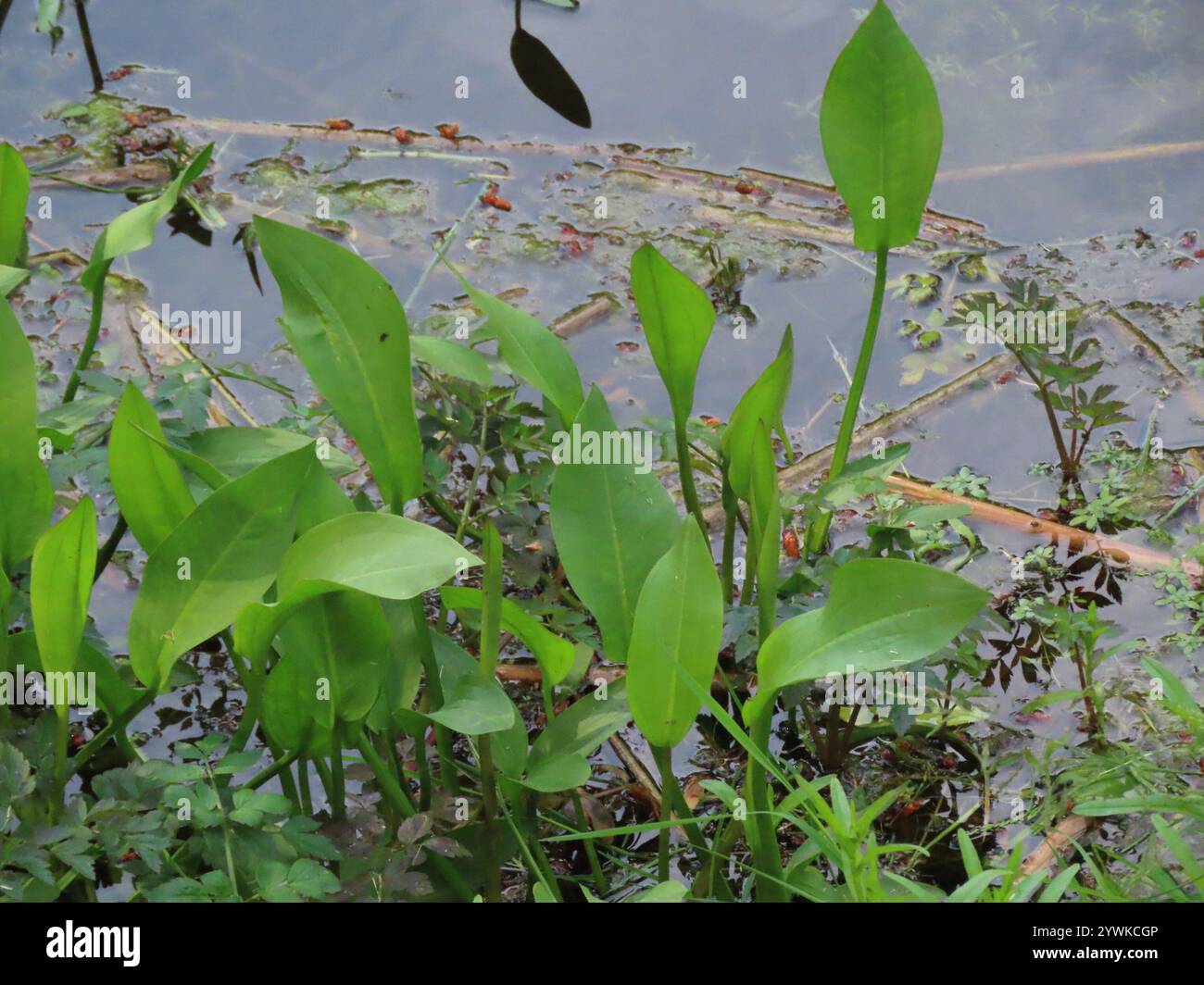 Water-Plantain family (Alismataceae Stock Photo - Alamy